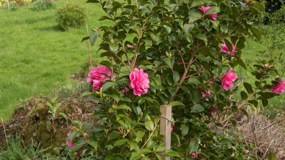 How to Stake Floppy Peonies in X Easy Steps
