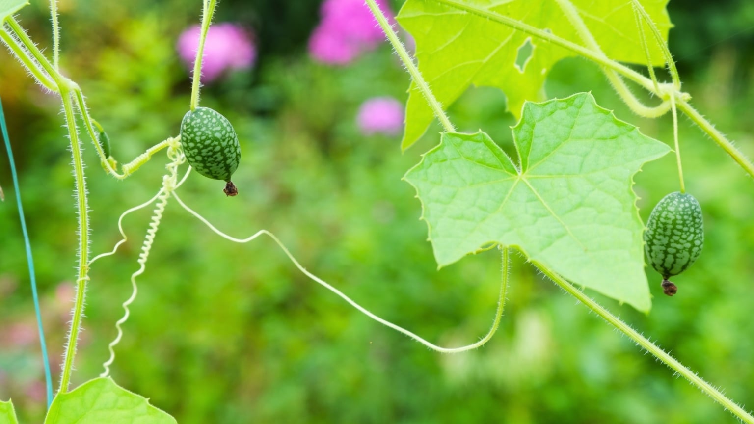 Our 19 Favorite Edible Plants to Grow in Pots and Containers