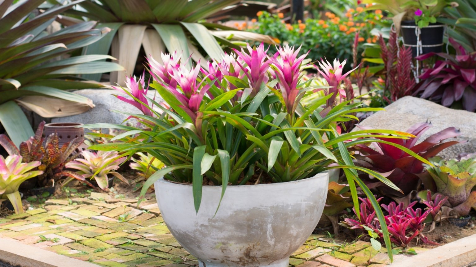 9 Ways to Get Bromeliad Plants to Rebloom