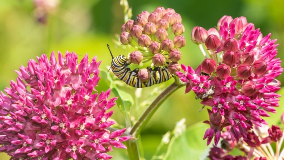 11 Easy Ways to Celebrate Earth Day in the Garden
