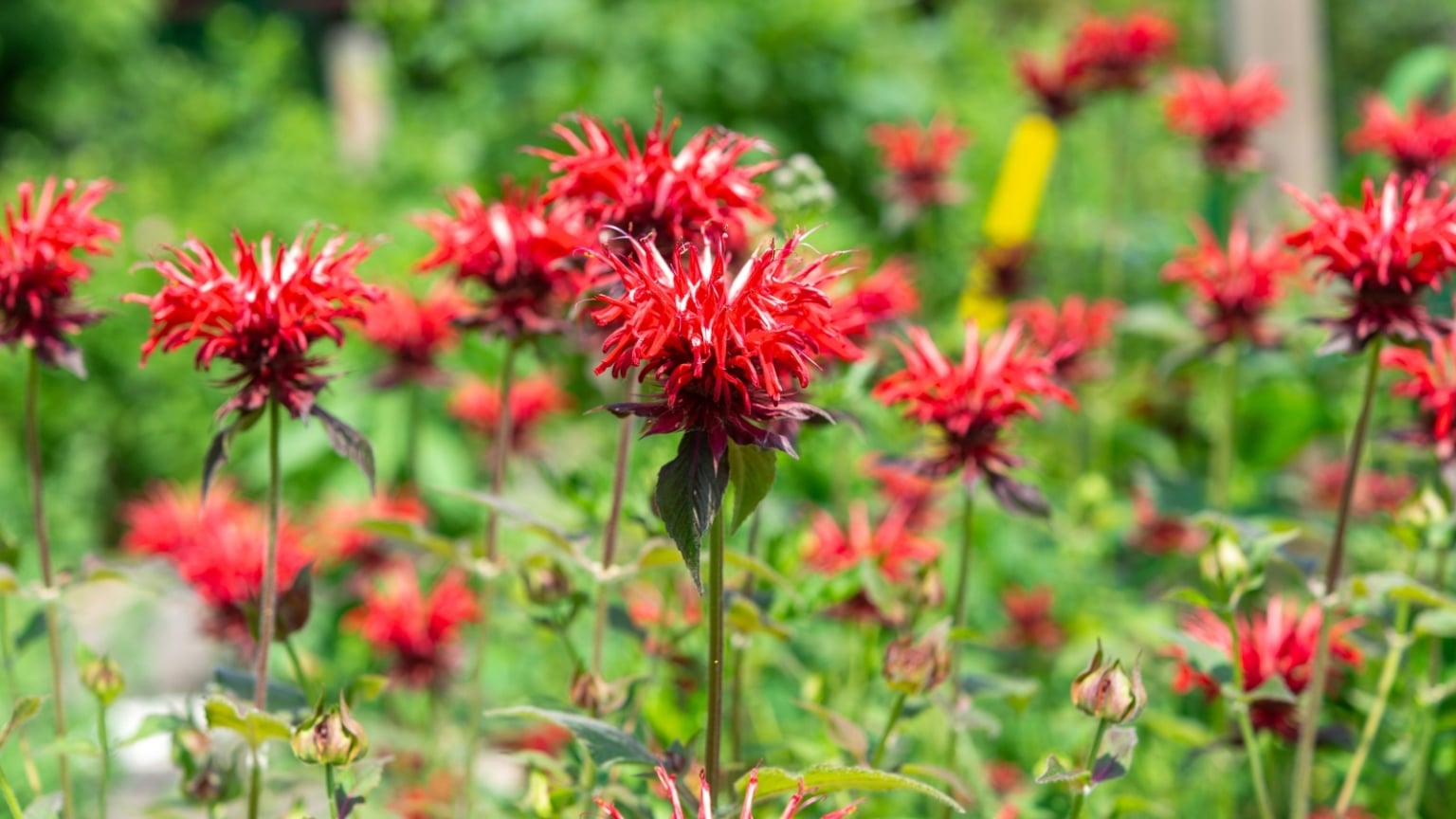 Bee Balm: How To Plant, Grow, and Care for Monarda - Epic Gardening
