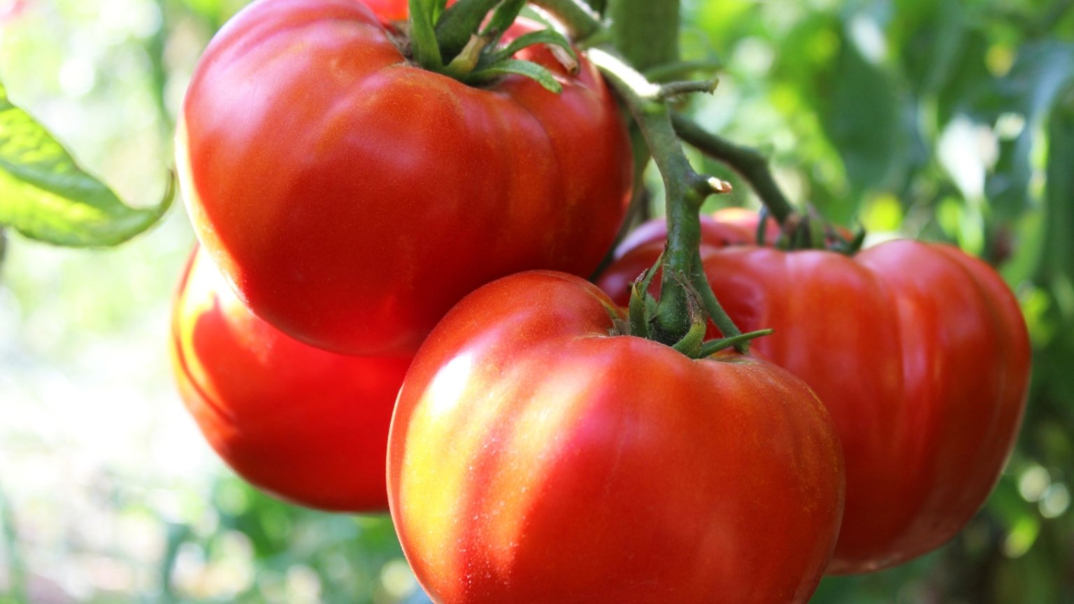 How Long Do Tomatoes Take to Ripen on the Vine?