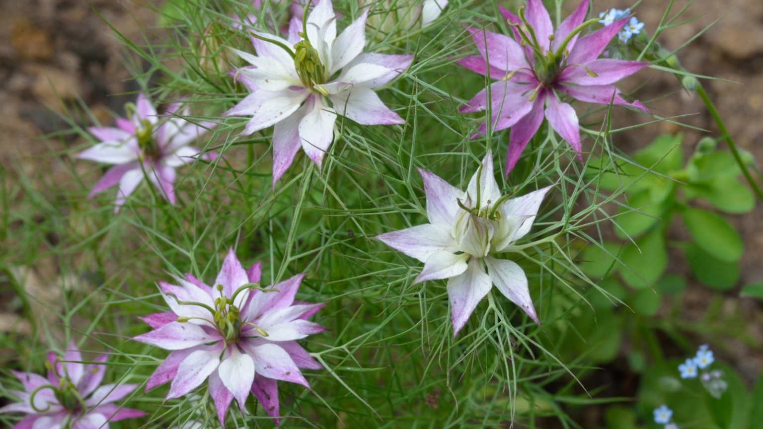 How to Plant, Grow, and Care for Love-in-a-Mist (Nigella) flowers