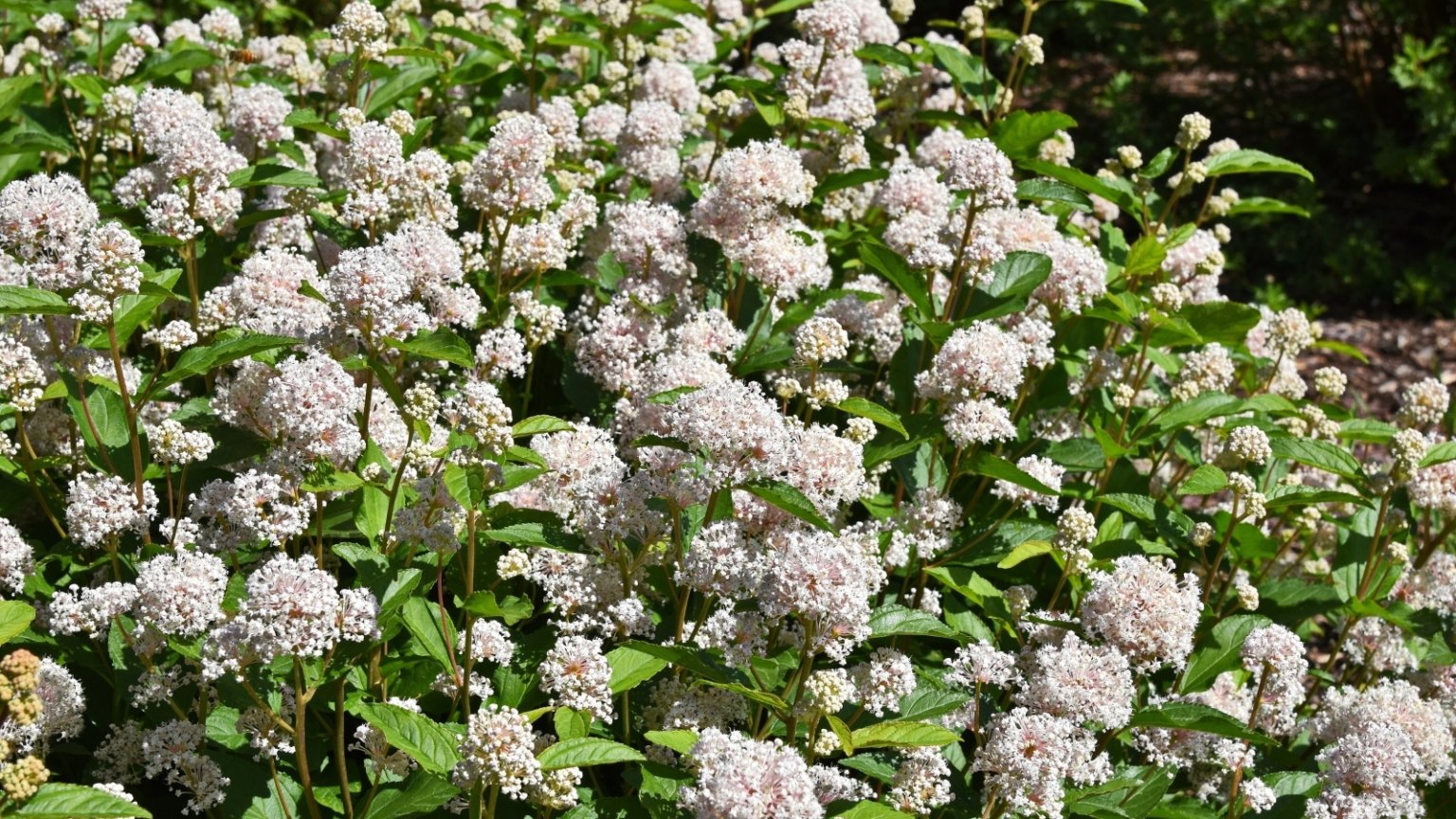 15 Native Plants for Pollinators in Northeast US Gardens