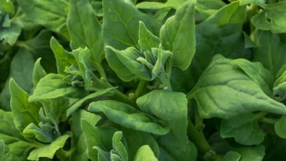 9 Spinach Alternatives That Won't Bolt in the Heat