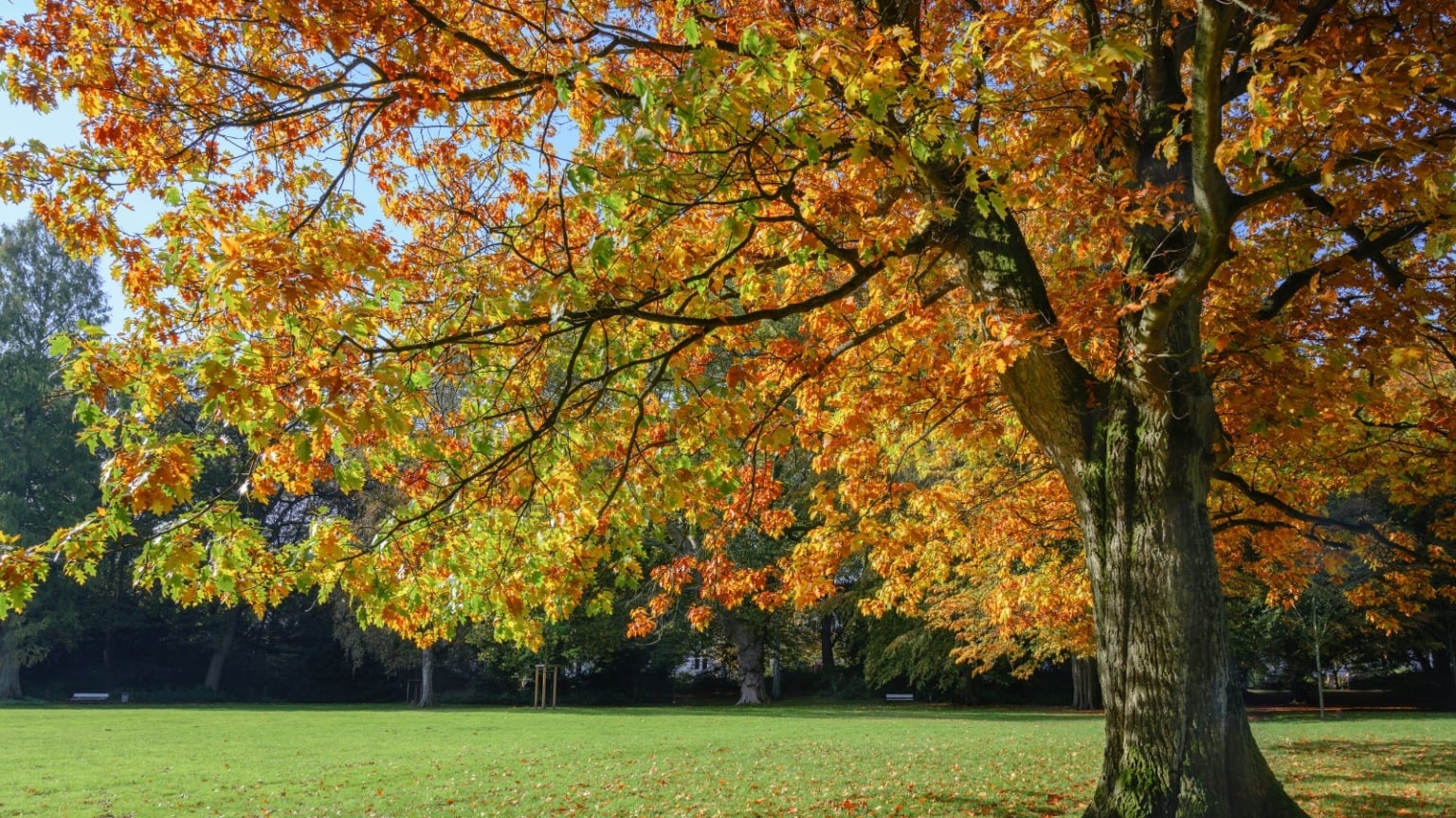 17 US-Native Trees to Plant for Arbor Day