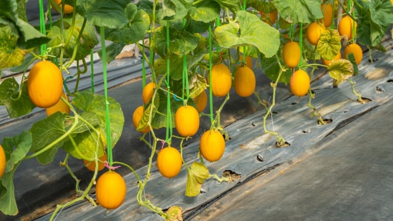 How to Plant, Grow, and Care for Honeydew Melons