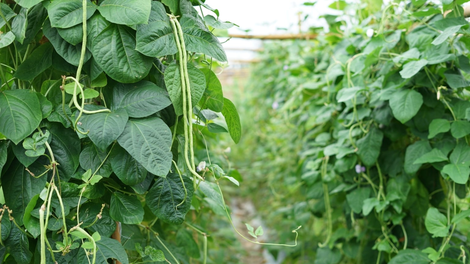 17 Giant Vegetable Varieties that Produce a Huge Yield