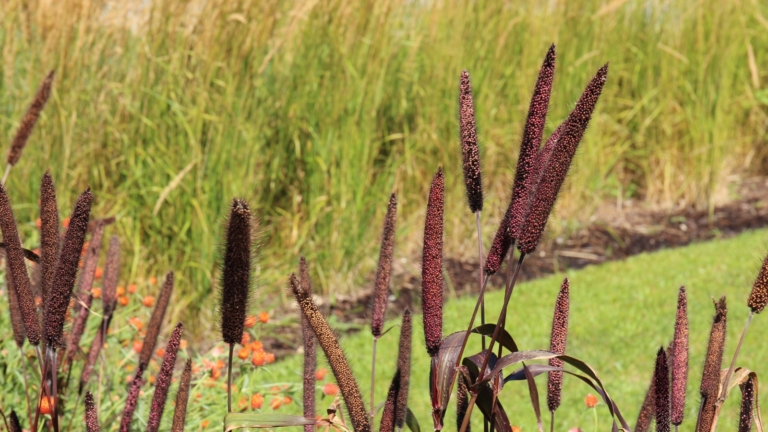 15 Colorful Ornamental Grasses That Look Good All Season