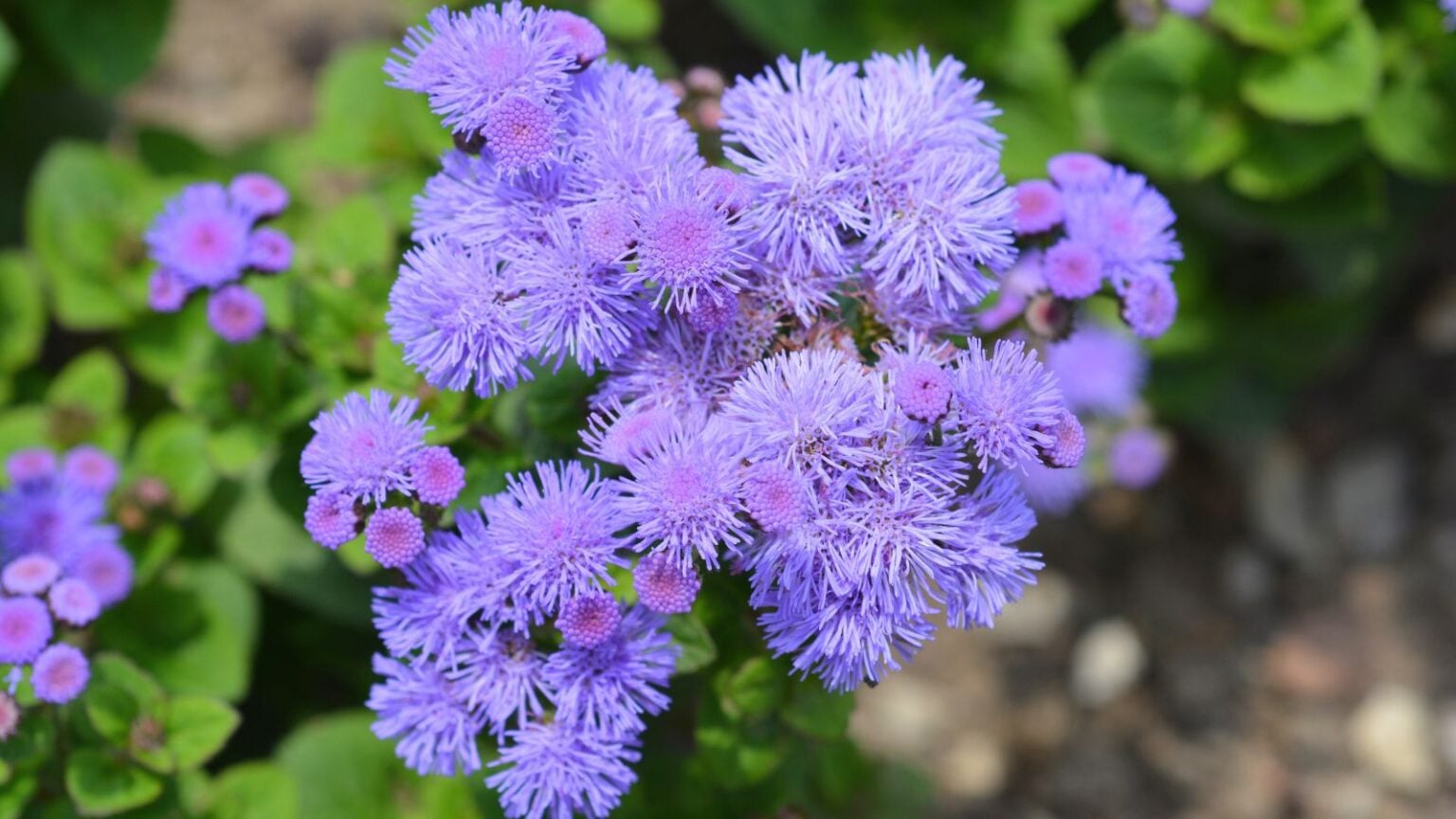 How to Plant, Grow, and Care for Ageratum