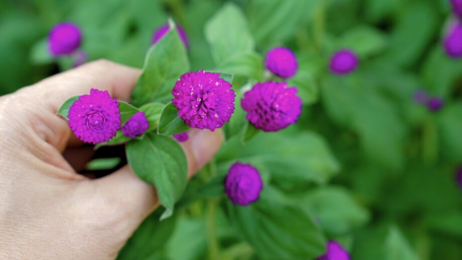 How to Plant, Grow, and Care for Gomphrena
