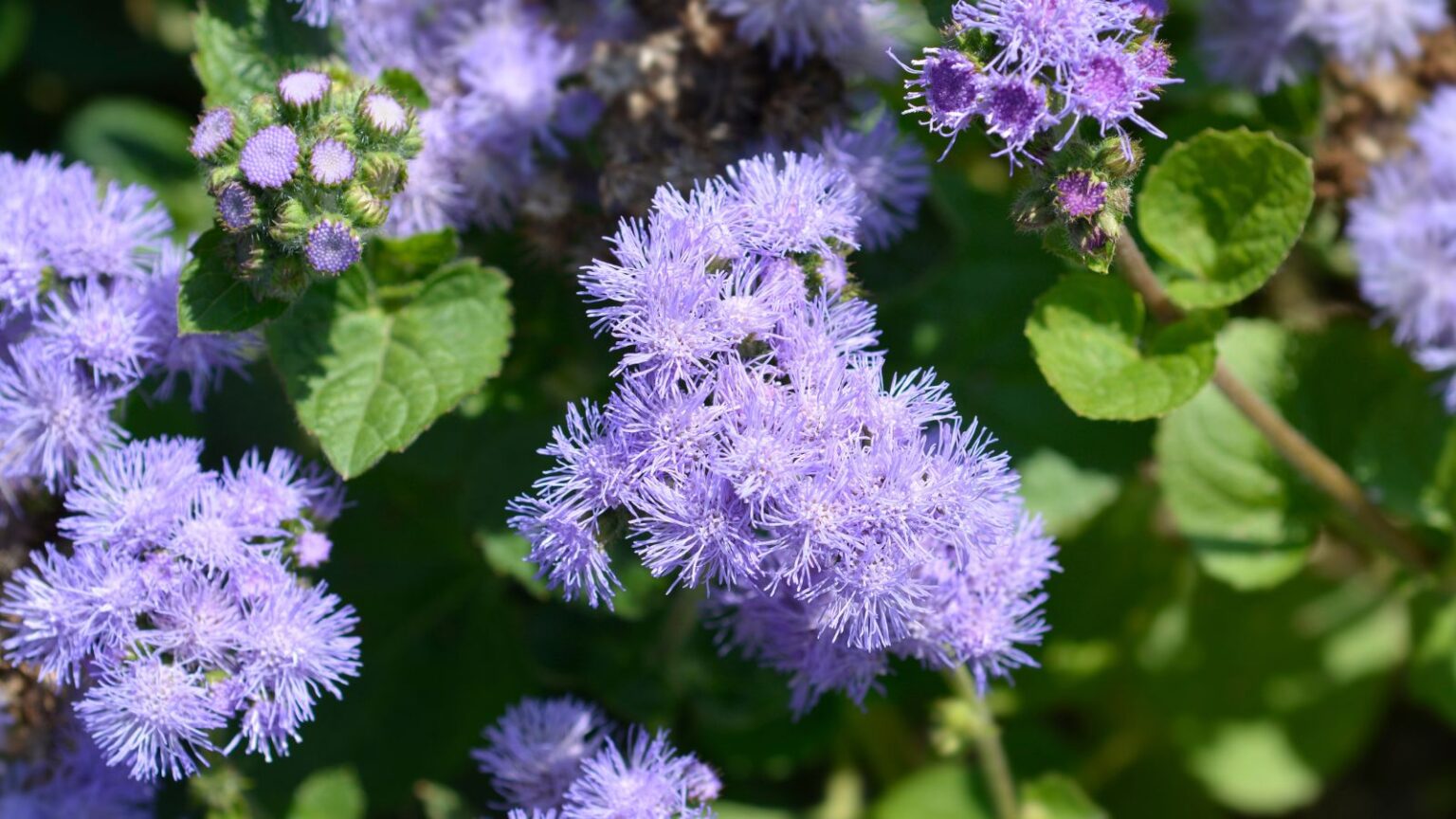 How to Plant, Grow, and Care for Ageratum