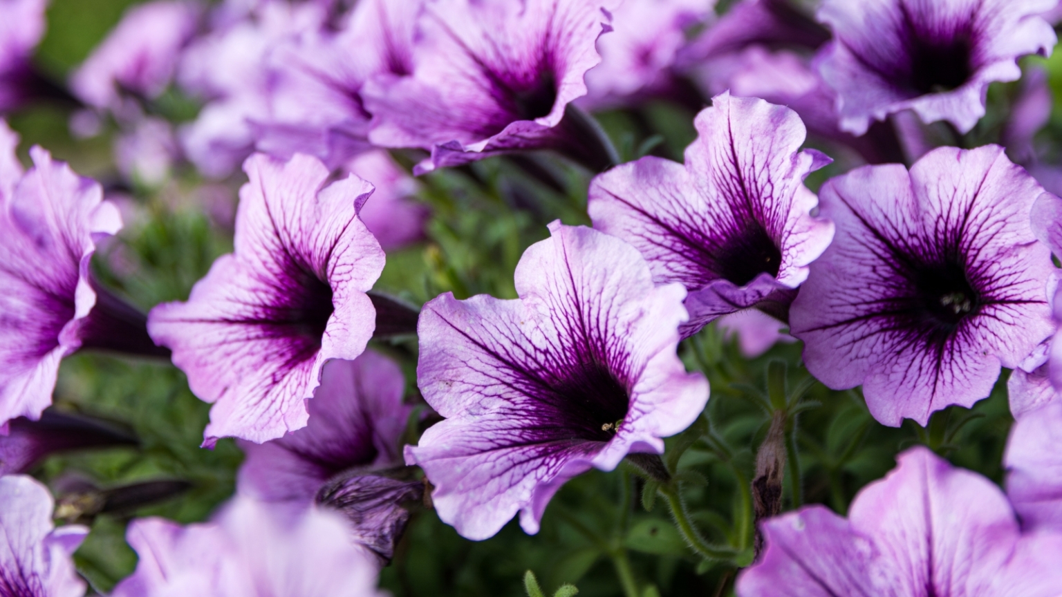 Supertunias vs. Wave Petunias: Find the Best Variety For Your Garden