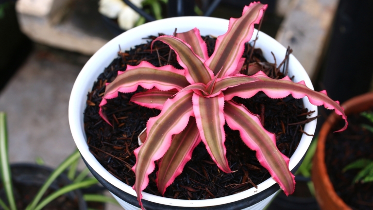 9 Ways to Get Bromeliad Plants to Rebloom