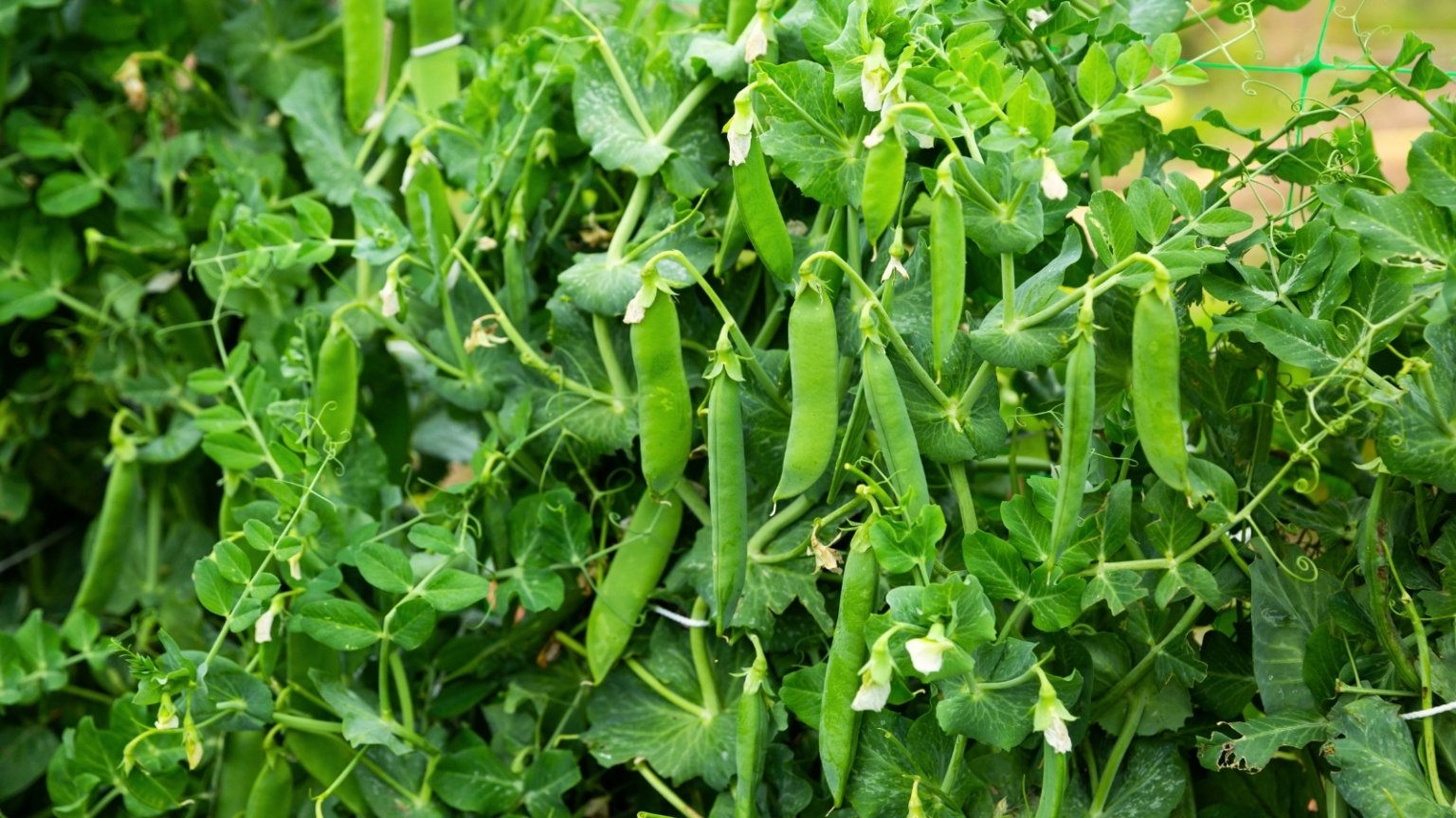 7 Vegetable Succession Planting Tips: Timing and Varieties