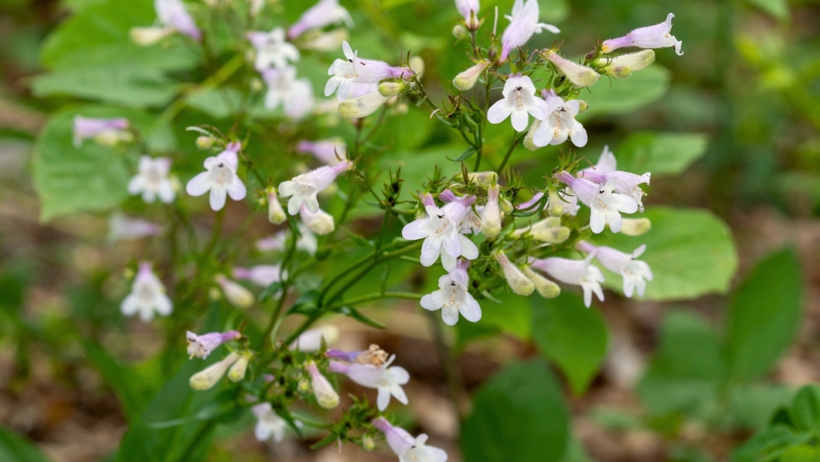 15 Perennials You Should Divide Now