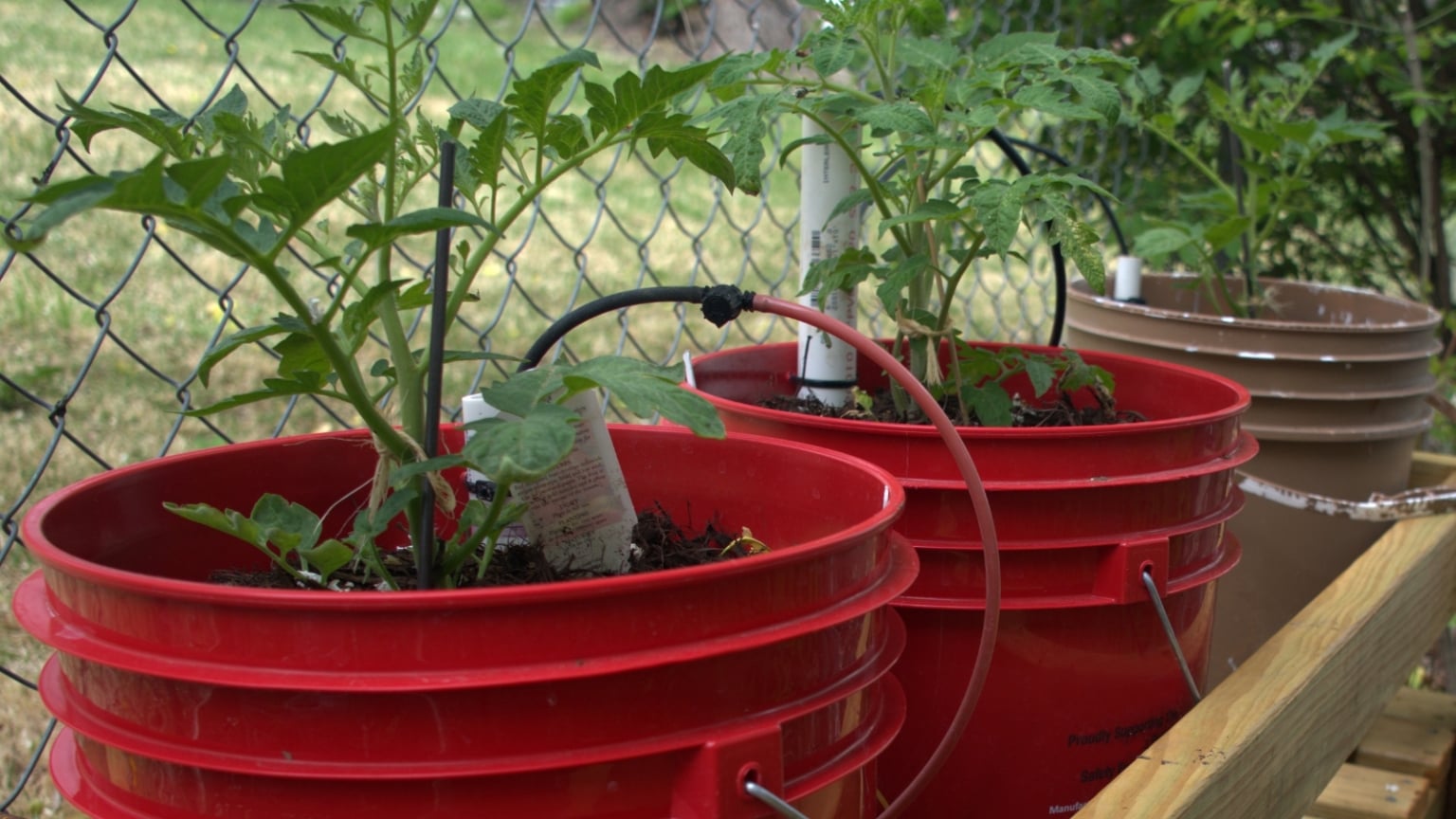 19 Vegetables You Can Grow in 5-Gallon Buckets
