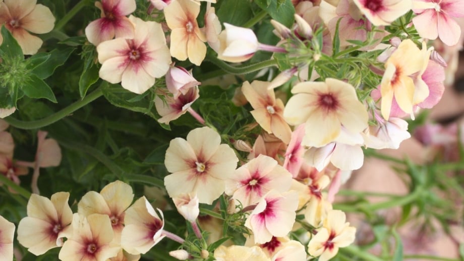 9 Best Flowers to Start in February for Early Blooms