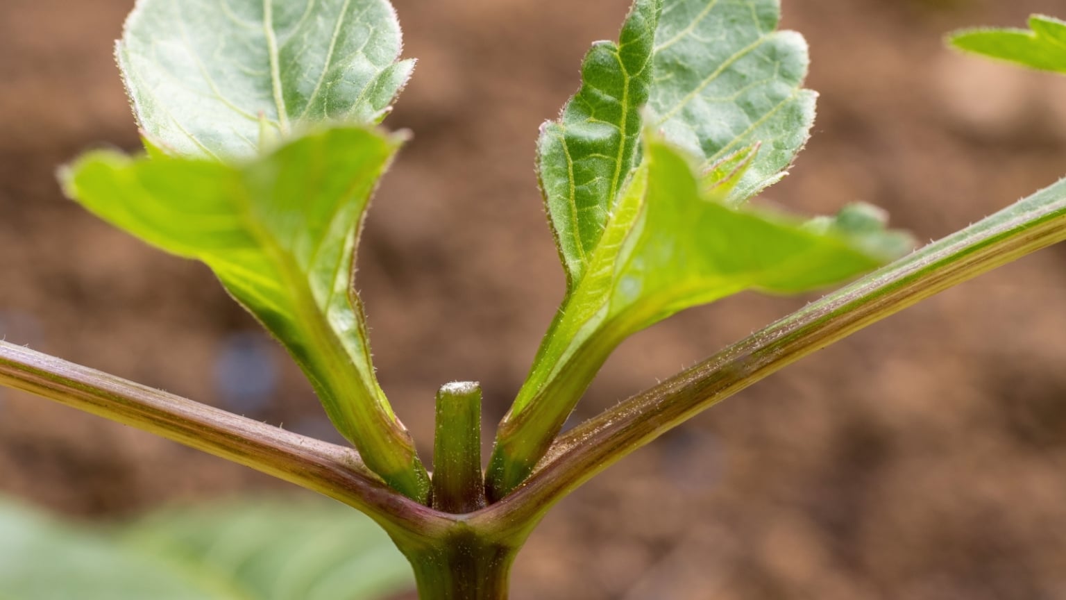 Pinching in the Cutting Garden: How to Get Maximum Blooms