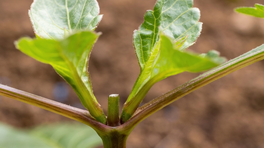 Pinching in the Cutting Garden: How to Get Maximum Blooms