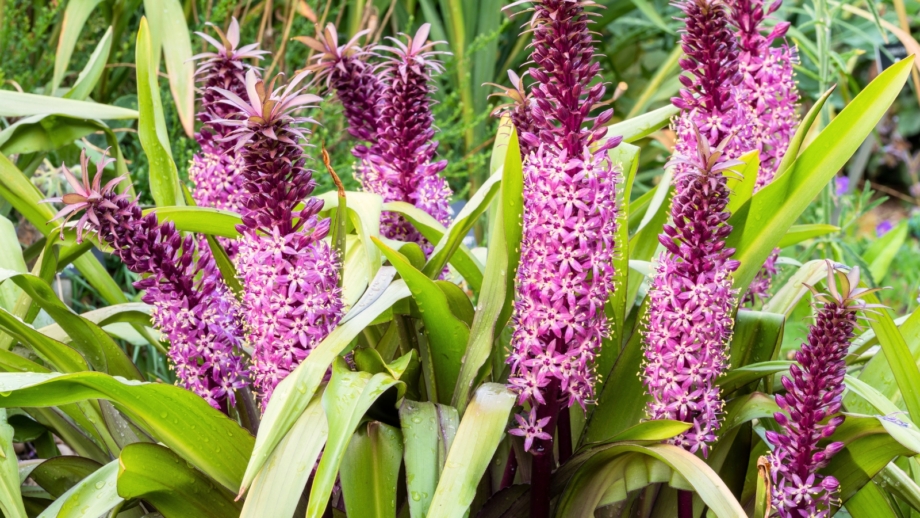 How to Plant, Grow, and Care for Pineapple Lilies