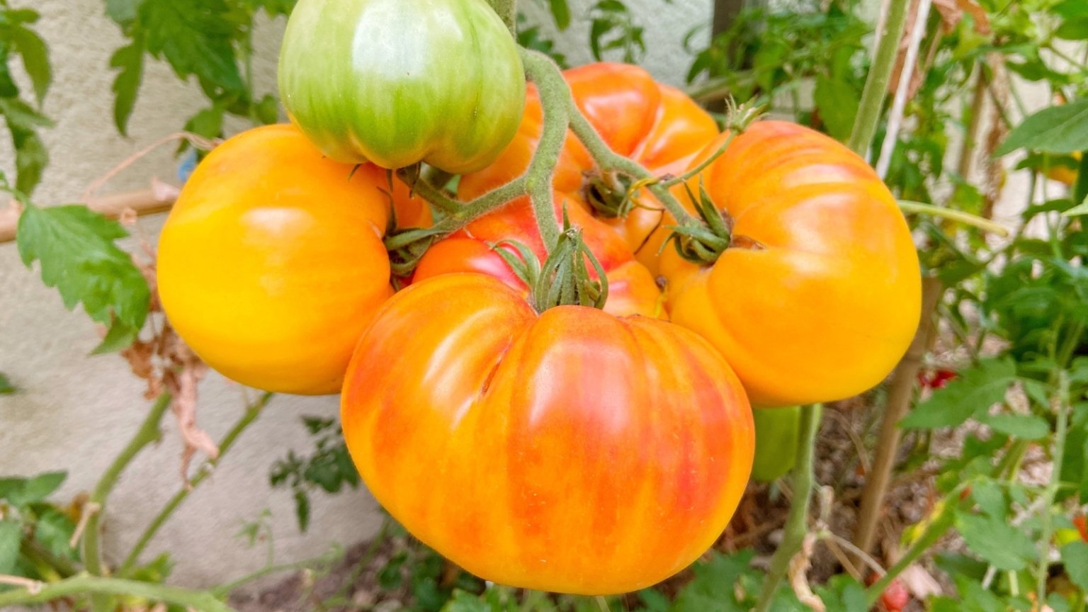 21 Foolproof Tomato Varieties Anyone Can Grow