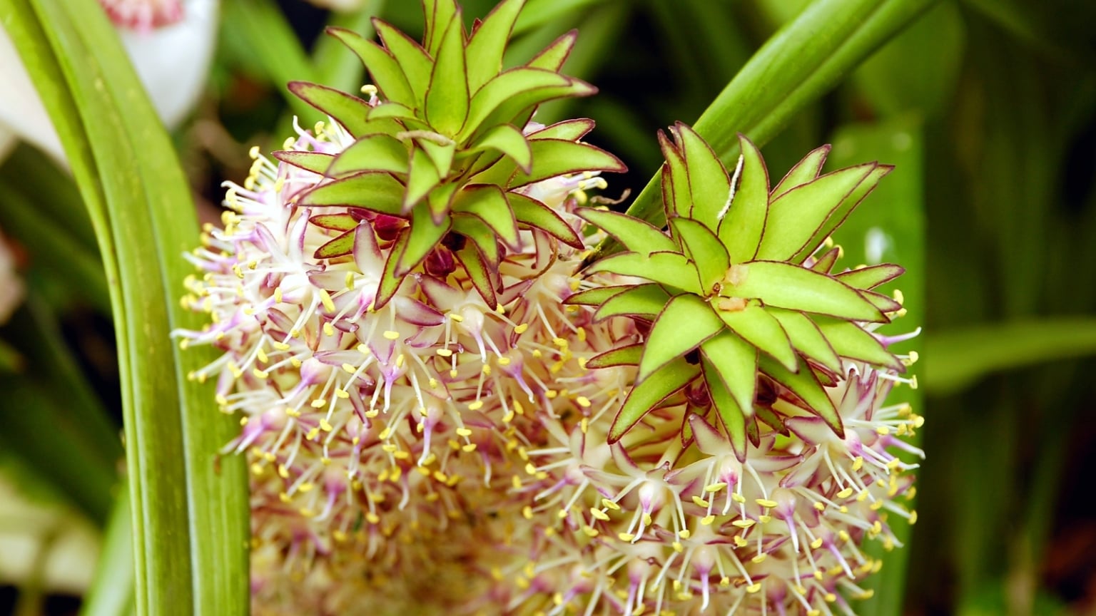 How to Plant, Grow, and Care for Pineapple Lilies