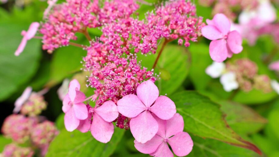 9 Varieties of Cold-Hardy Mountain Hydrangeas for Your Landscape