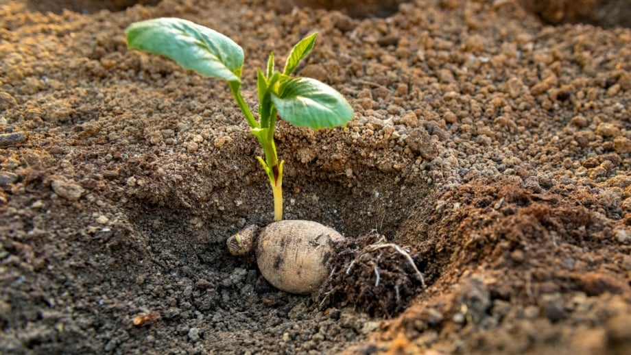Should You Pre-Sprout Dahlia Bulbs?