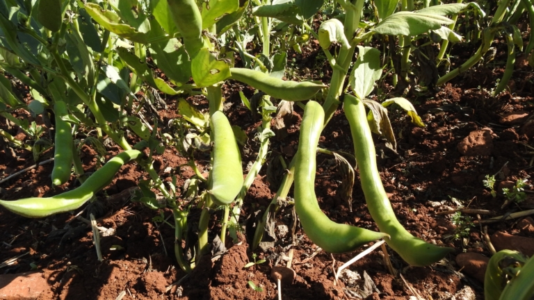 How to Plant, Grow, and Care for Green Beans