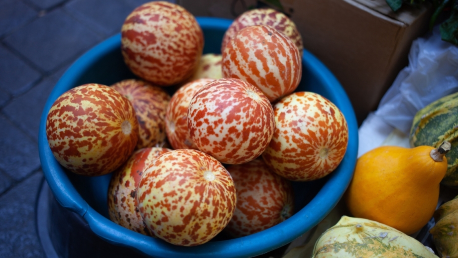 9 Melon Seeds to Sow Now
