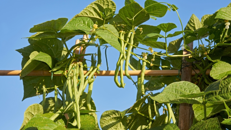 How to Plant, Grow, and Care for Green Beans