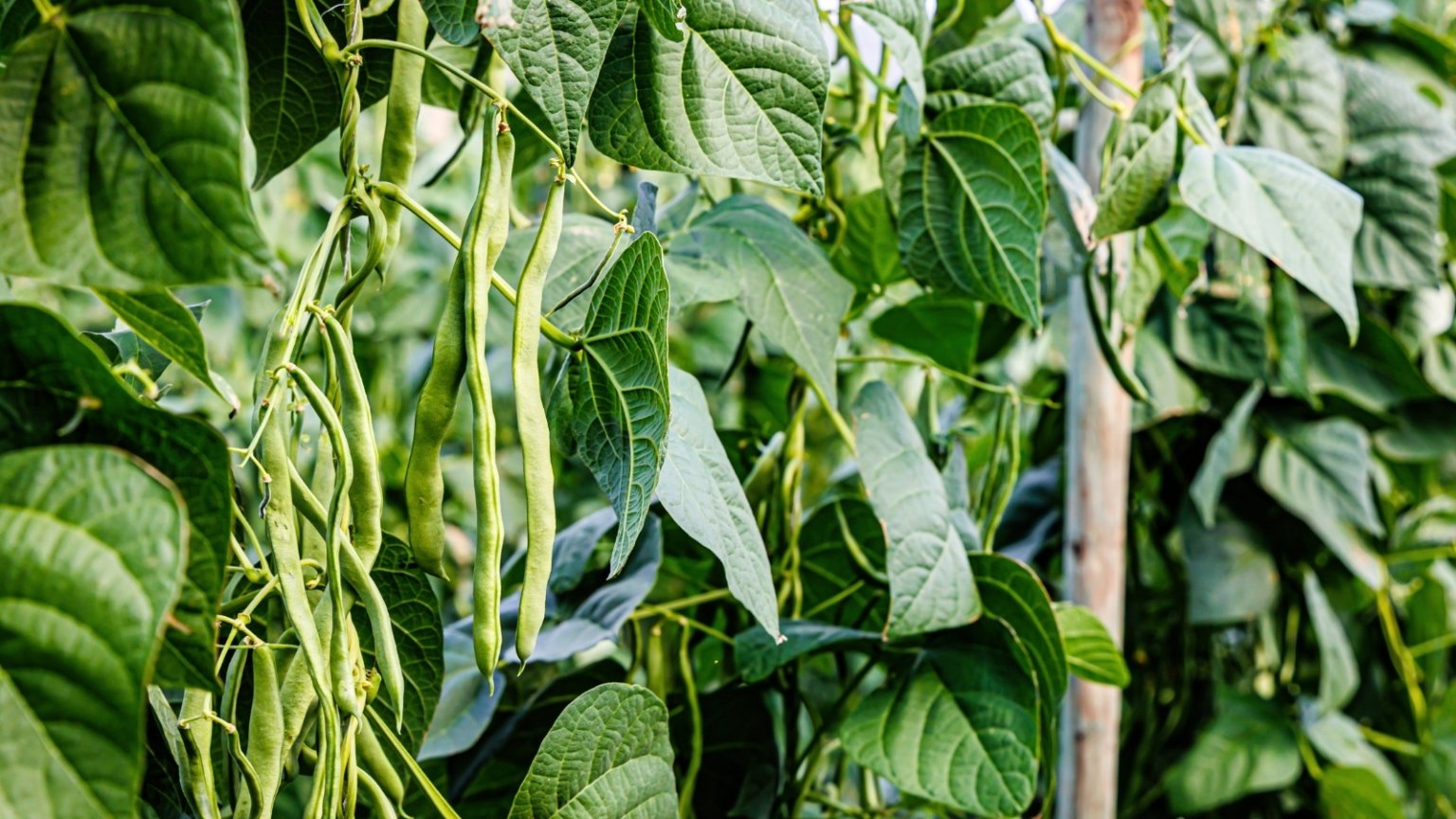 Bush vs. Pole Beans: Differences and Growing Tips