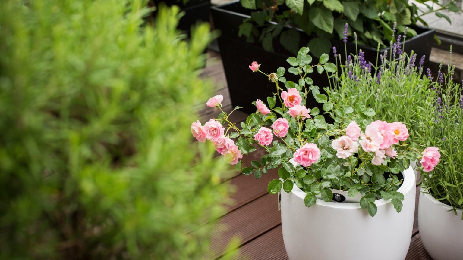 7 Tips for Growing Climbing Roses in Pots and Containers