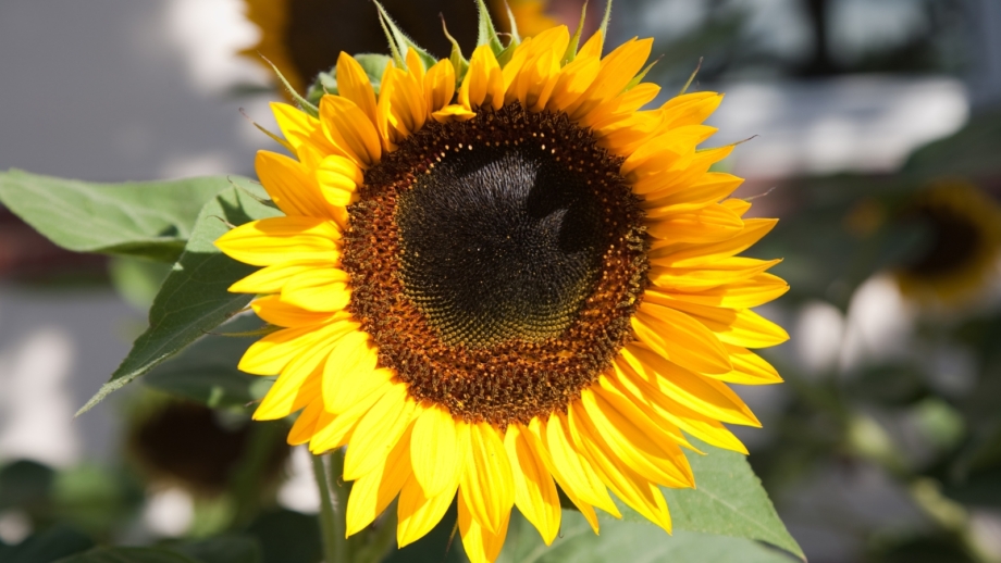 13 ProCut Sunflower Varieties to Plant From Seed in April