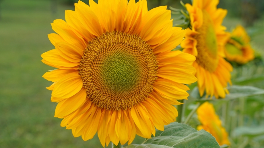 13 ProCut Sunflower Varieties to Plant From Seed in April