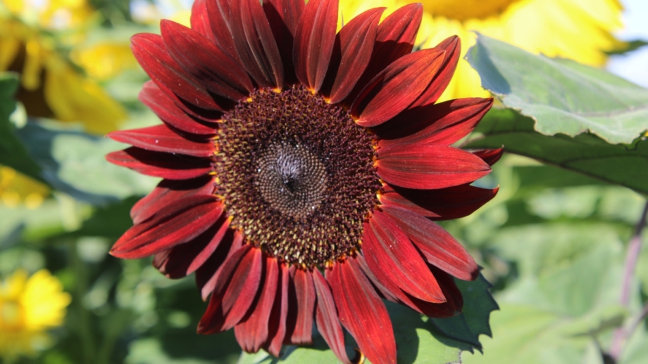 13 ProCut Sunflower Varieties to Plant From Seed in April