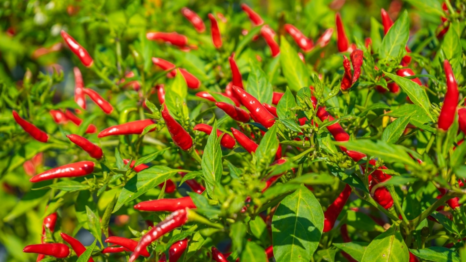11 Vegetables So Productive You Should Only Grow One Plant