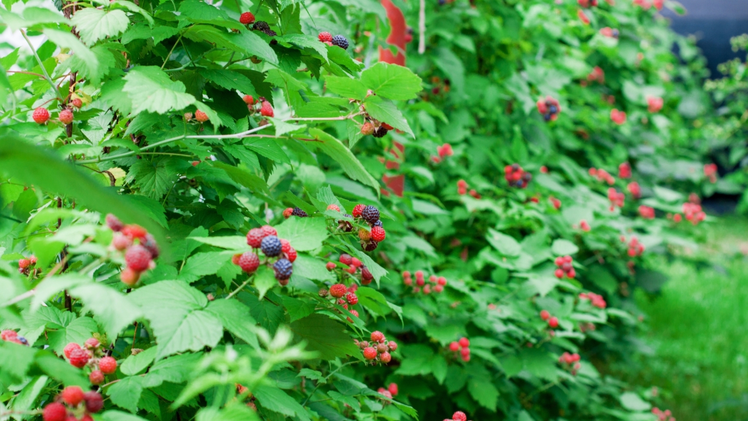 How to Plant, Grow, and Care for Tayberries