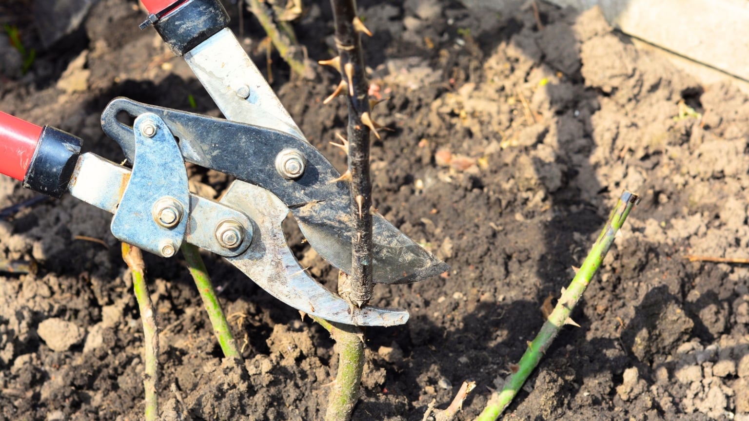How to Prune Roses in Spring: 7 Pro Tips