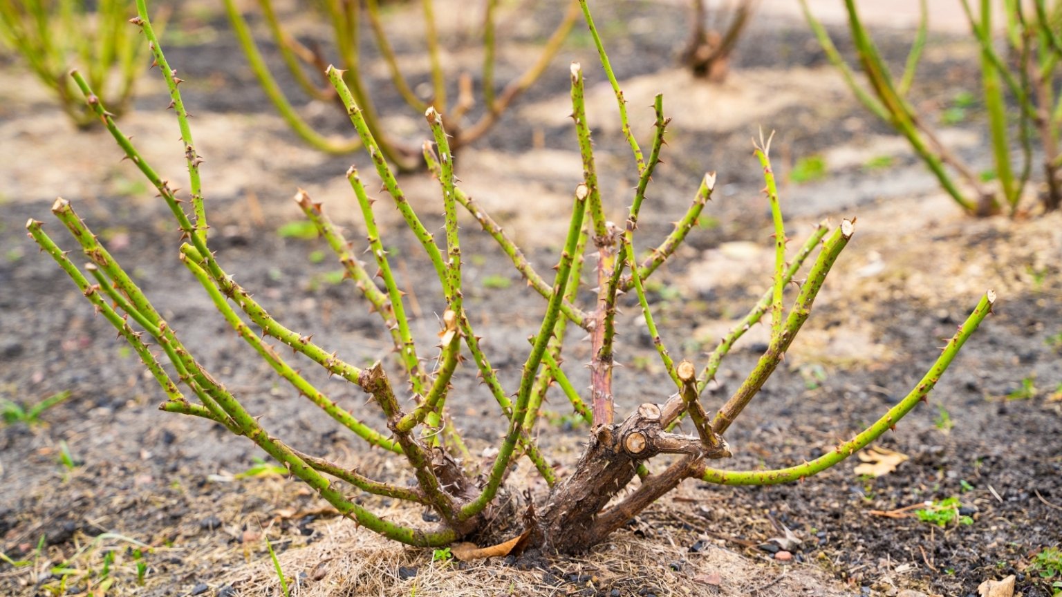 How to Prune Roses in Spring: 7 Pro Tips