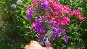 How to Plant, Grow, and Care for 'Jeana' Garden Phlox