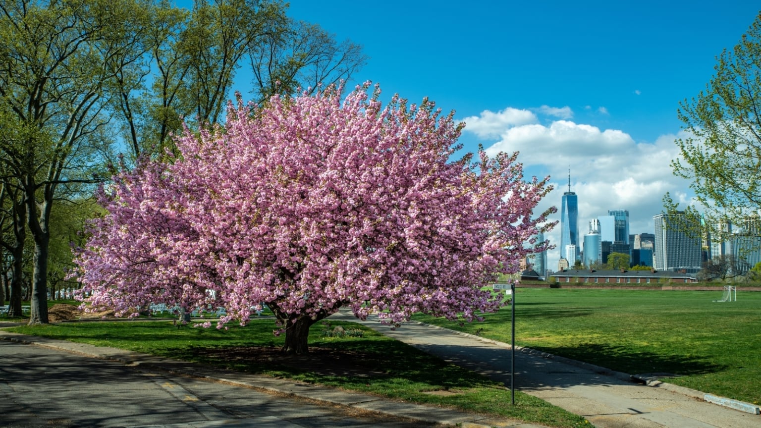 13 Most Beautiful Flowering Cherry Trees For Your Landscape