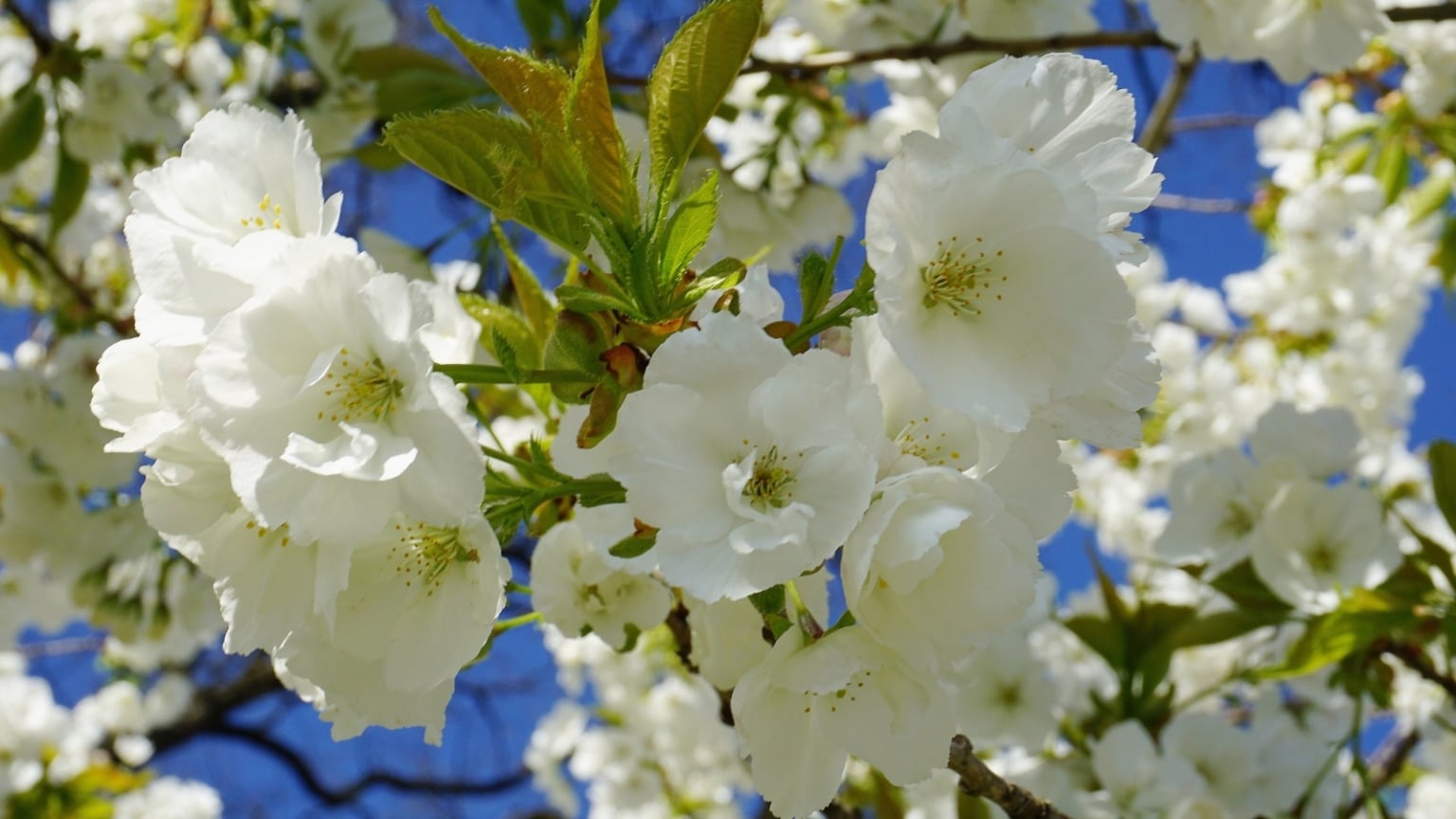 13 Most Beautiful Flowering Cherry Trees For Your Landscape