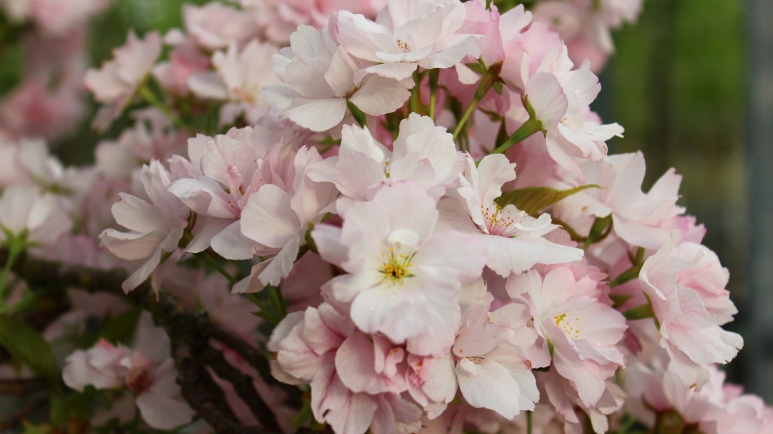 13 Most Beautiful Flowering Cherry Trees For Your Landscape