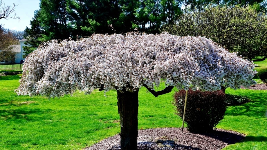 13 Most Beautiful Flowering Cherry Trees For Your Landscape