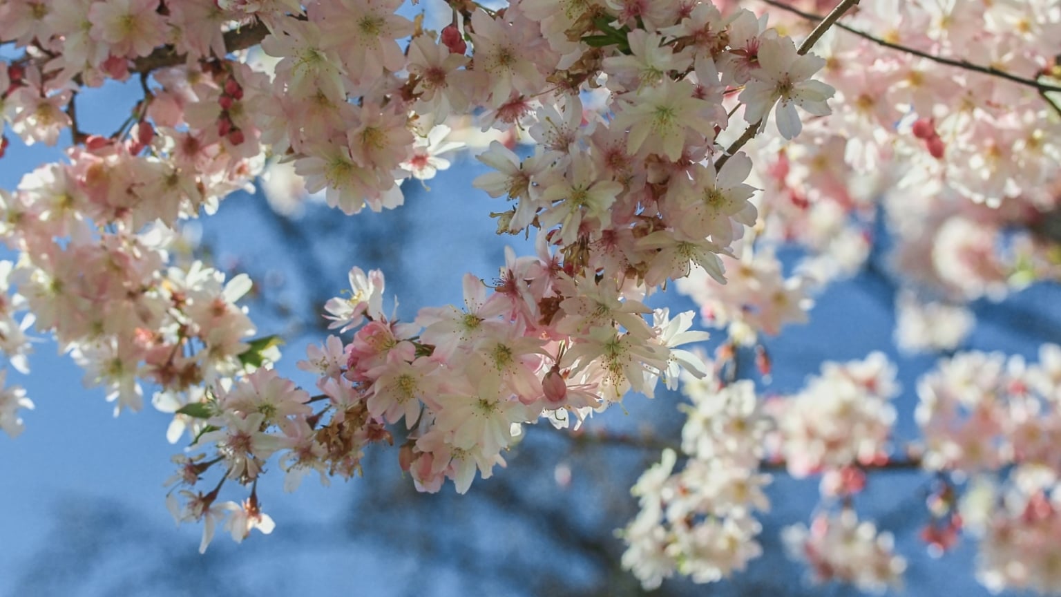 13 Most Beautiful Flowering Cherry Trees For Your Landscape