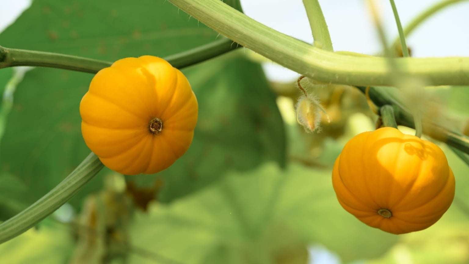 Our 19 Favorite Edible Plants to Grow in Pots and Containers