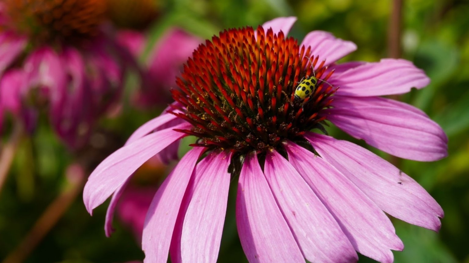 15 Native Plants for Pollinators in Northeast US Gardens
