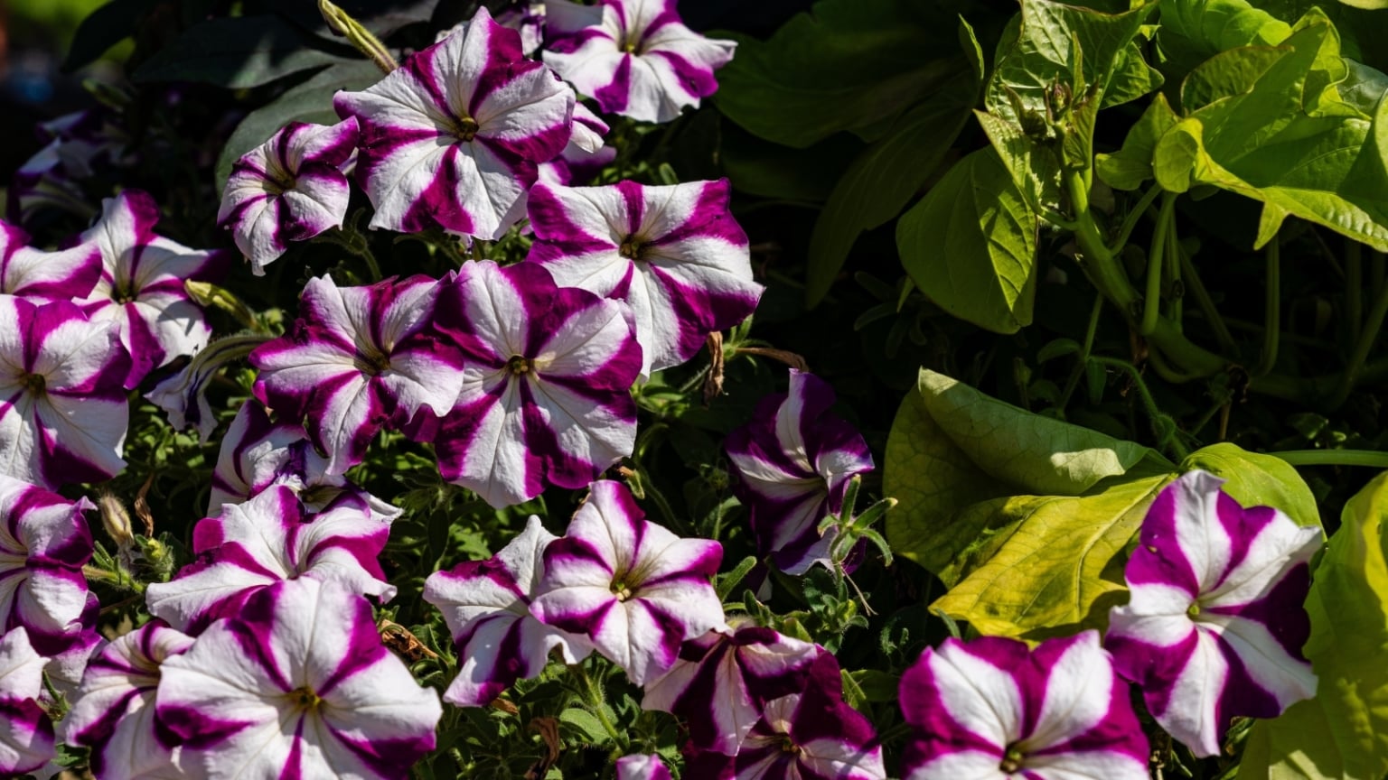 Supertunias vs. Wave Petunias: Find the Best Variety For Your Garden
